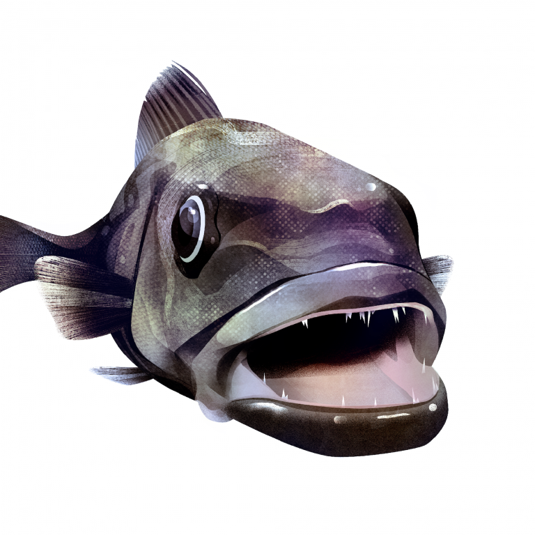 Toothfish - SAQUA