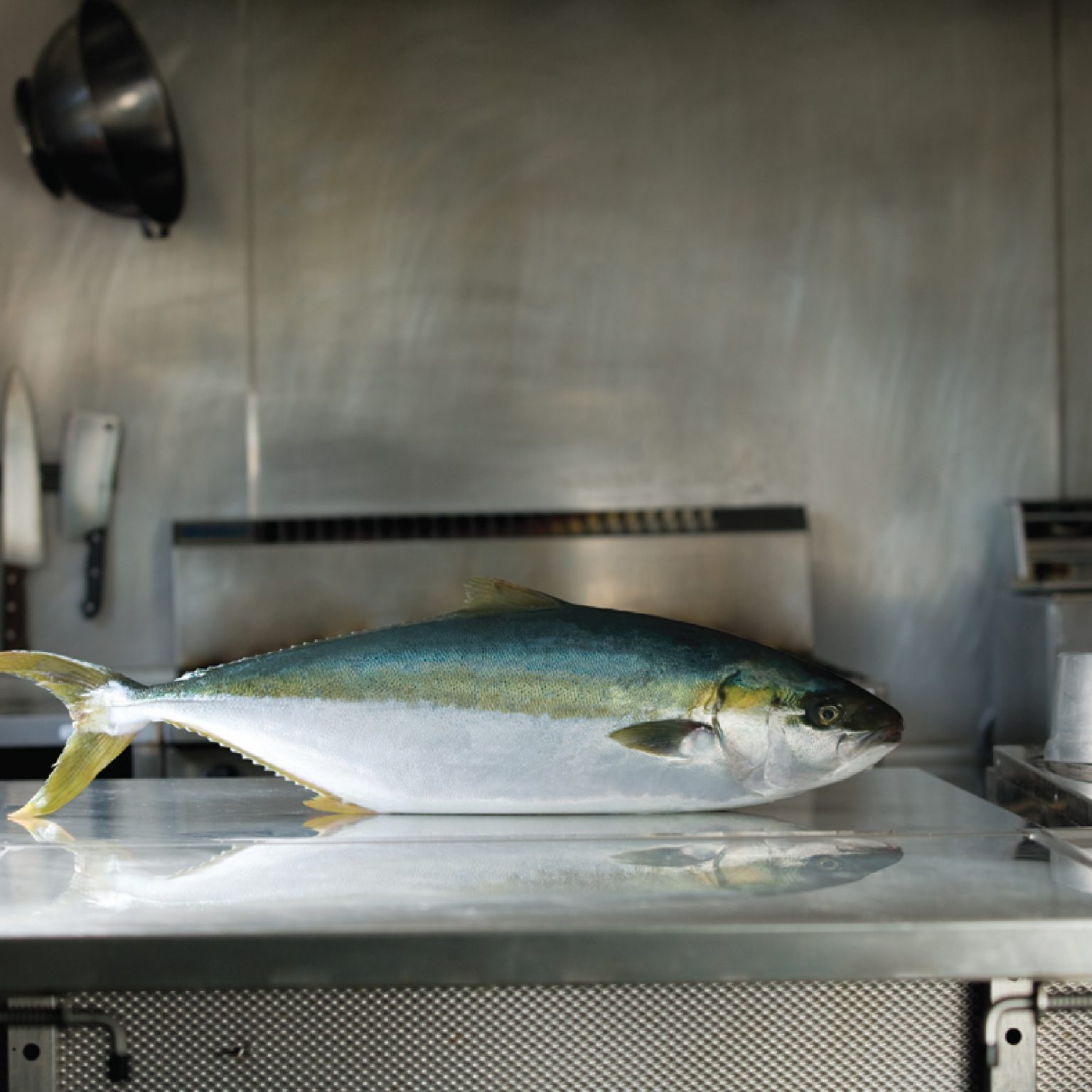 Yellowtail - SAQUA